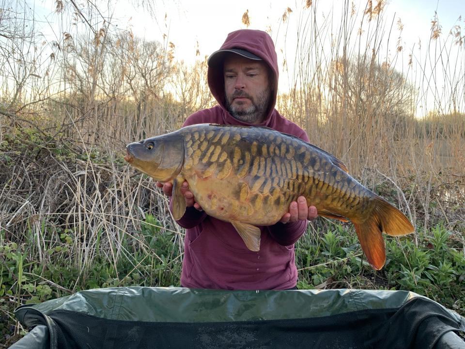 Fully scaled | Total Carp